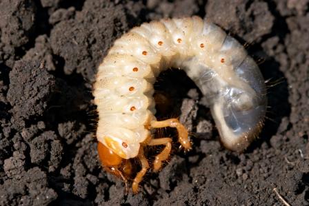Grub Worm Life Cycle