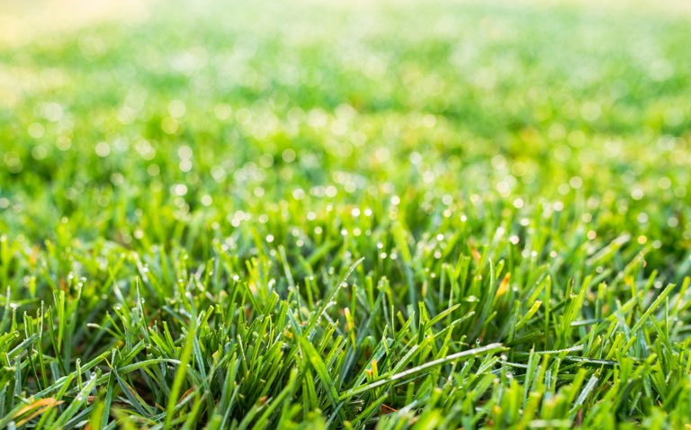 The highest quality grass seed varieties come together in Winning ...