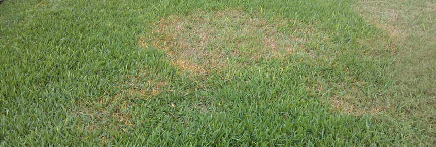 Articles on various turf related diseases | LebanonTurf