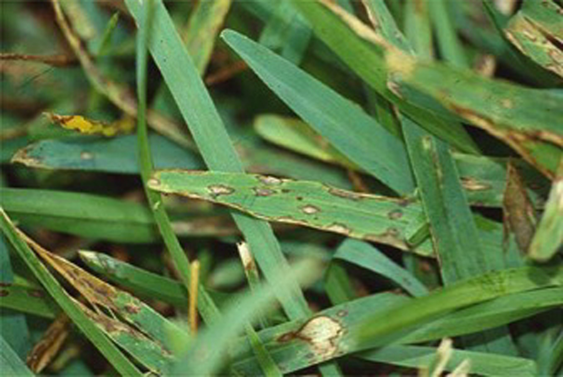 Gray Leaf Spot Is Caused By A Fungal Pathogen And Is Quite Destructive To All Of The Turf It