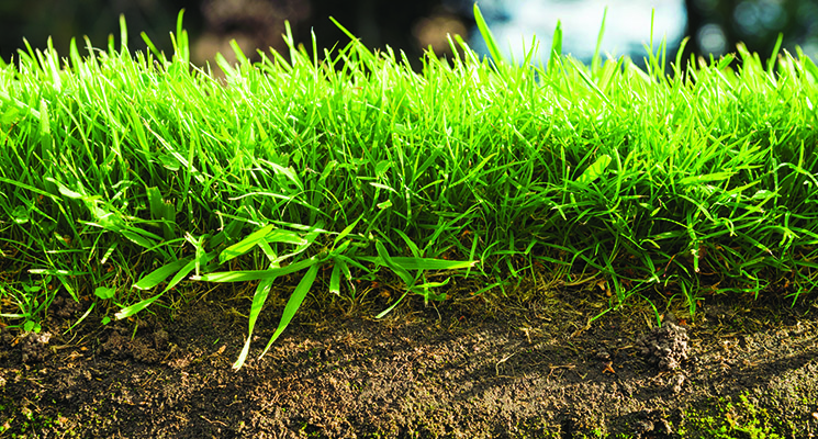 Biostimulants in the Turf World | LebanonTurf