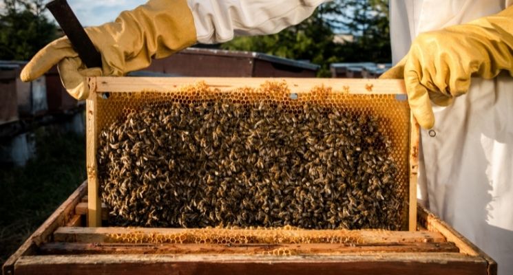 Why Bees Might Be the Bees’ Knees | LebanonTurf