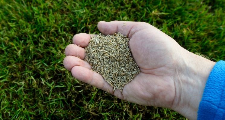 Fall Overseeding and Aeration Services for Cool Season Lawns | LebanonTurf