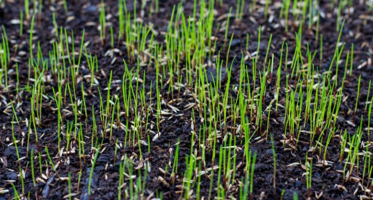 How to Find Quality Turf Seed That Makes Your Customers’ Lawns Look ...