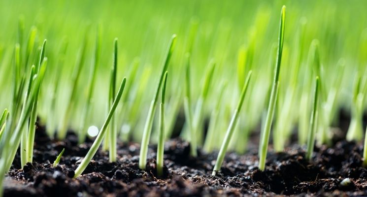 11 Grass Seeding Tips to Get Your Spring Season Off to a Great Start ...