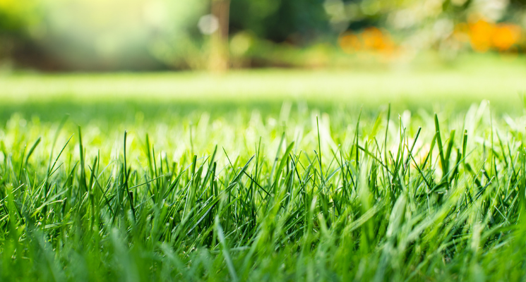 How to Establish a Lawn After New Construction | LebanonTurf