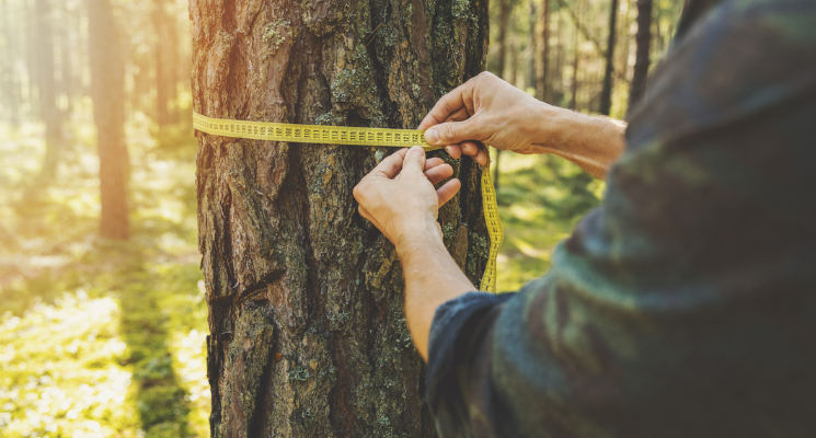 Tree Planting & How to Go About Measuring a Mature Tree’s Size ...
