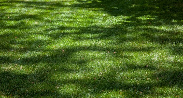 Managing Turf in the Shade | LebanonTurf